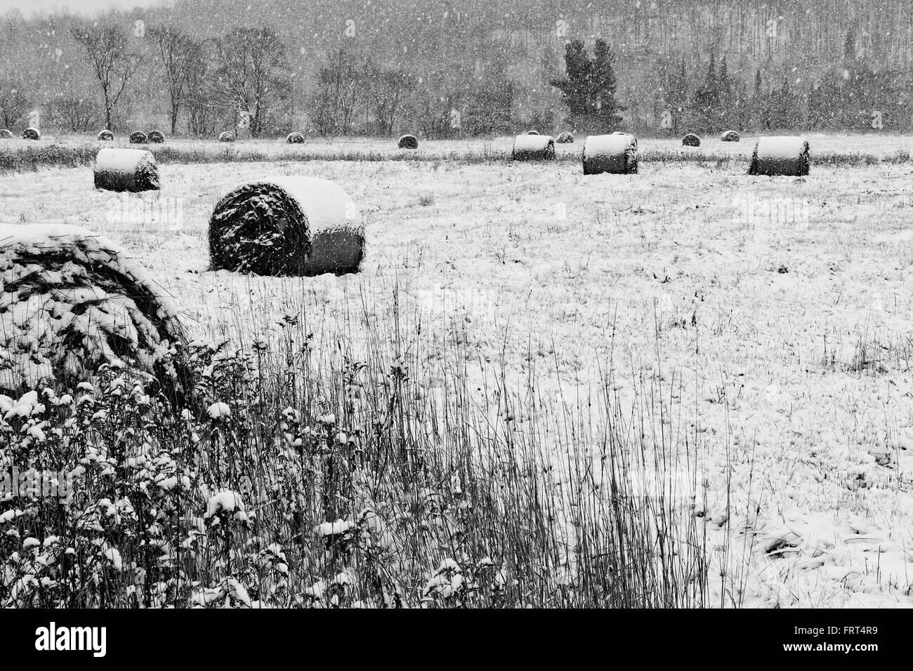 Hay Black and White Stock Photos & Images - Alamy
