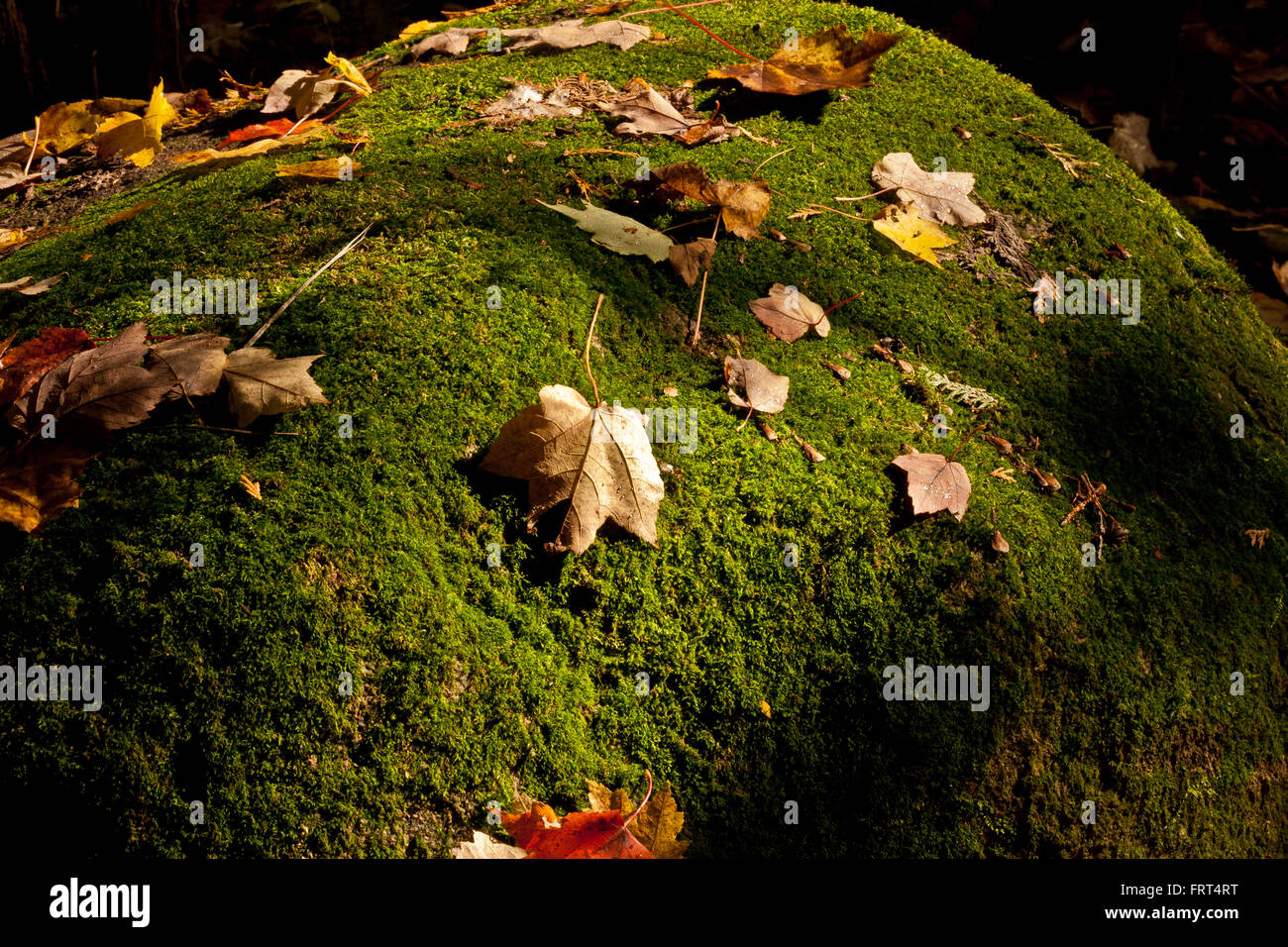 Leaves of a maple tree find their final resting place atop a moss ...