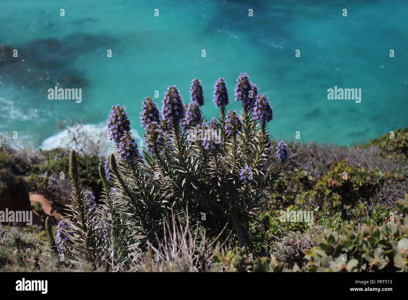 Flowers of Big Sur Stock Photo - Alamy