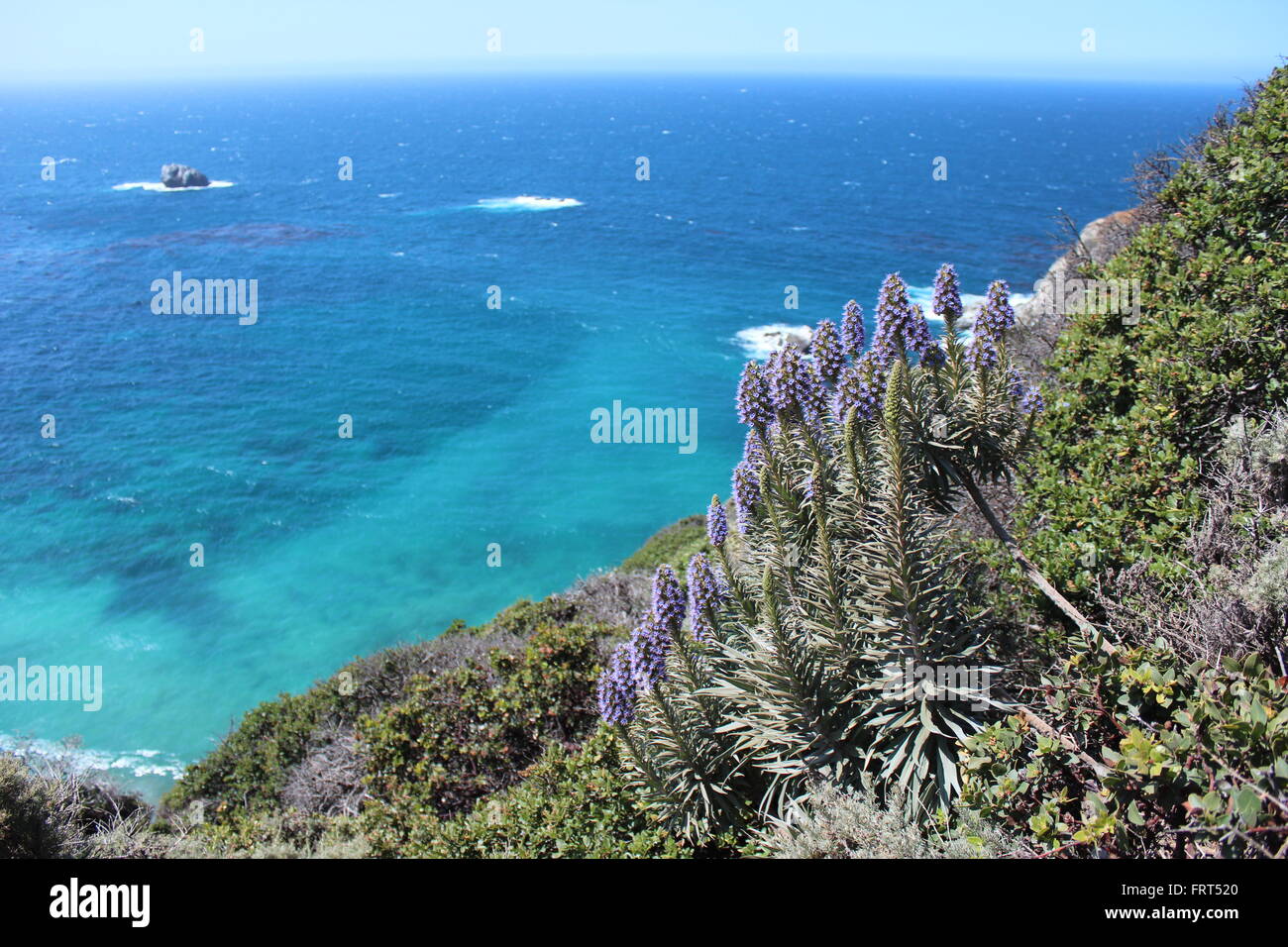Flowers of Big Sur Stock Photo - Alamy