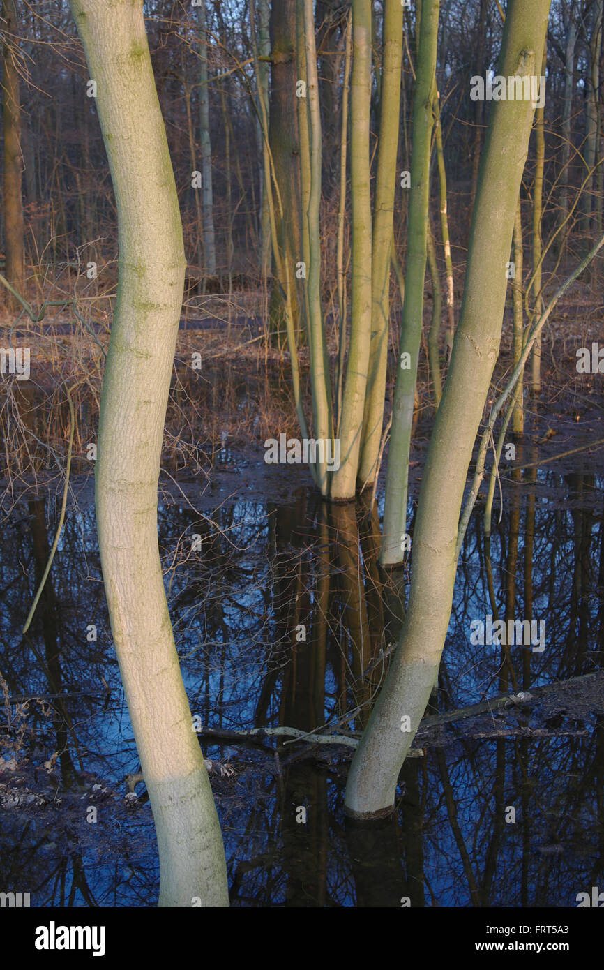 Leipzig floodplain forest hi-res stock photography and images - Alamy