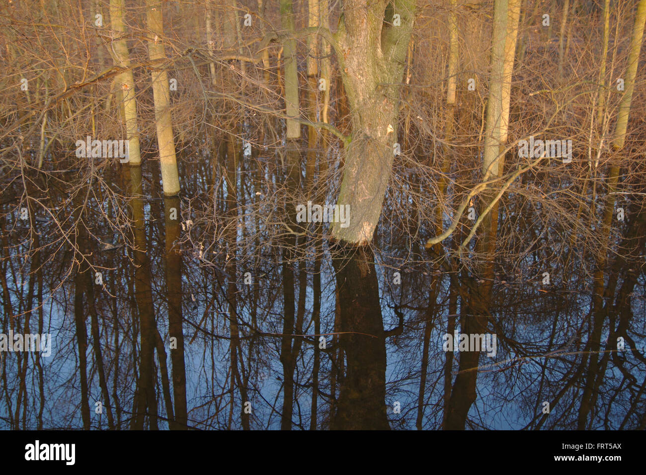 Alluvial forest near Leipzig, Germany Stock Photo - Alamy