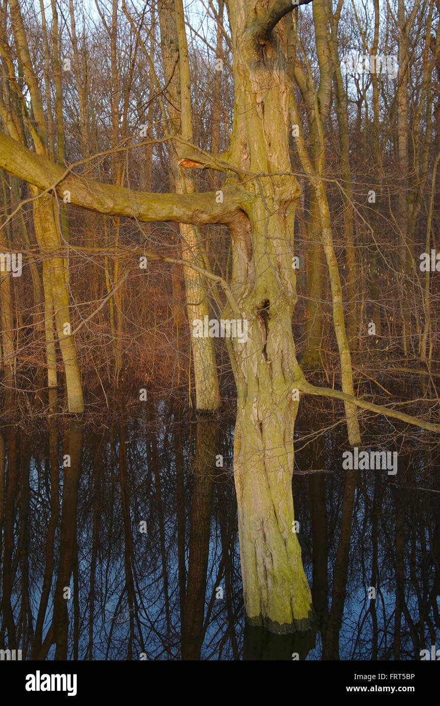 Alluvial forest near Leipzig, Germany Stock Photo - Alamy