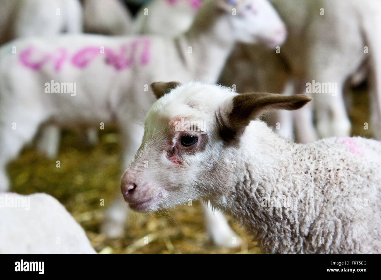Nice colors on this young dairy lamb Stock Photo - Alamy