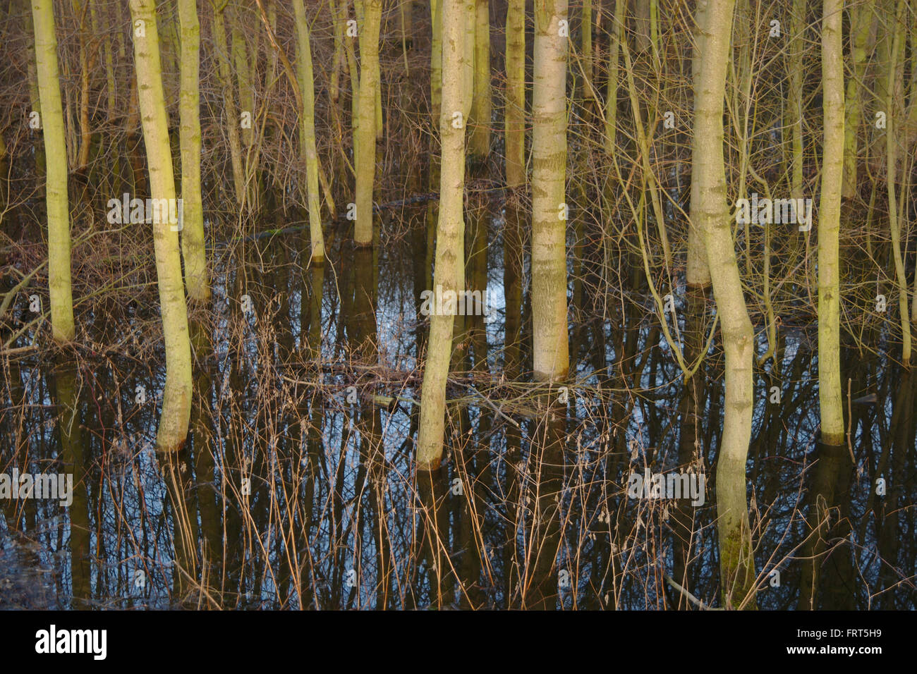 Alluvial forest near Leipzig, Germany Stock Photo - Alamy