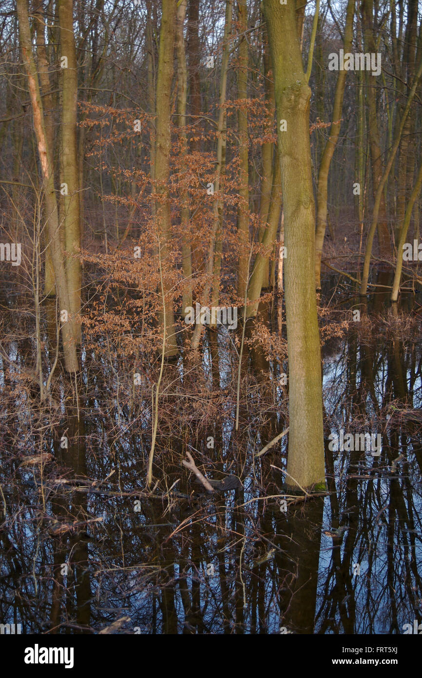 Alluvial forest near Leipzig, Germany Stock Photo - Alamy