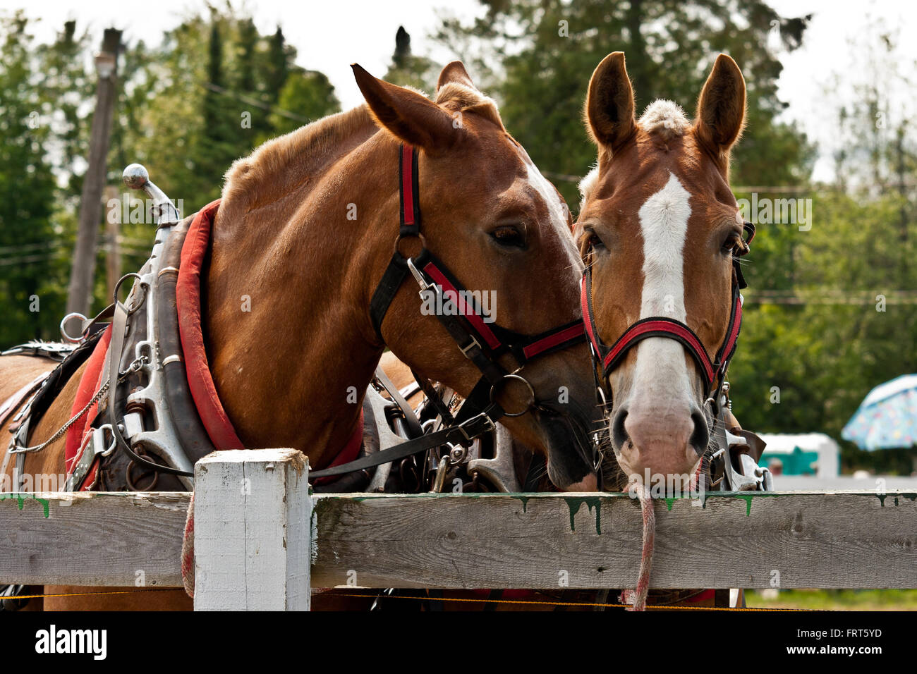 Pulling team waiting for their turn to pull Stock Photo - Alamy