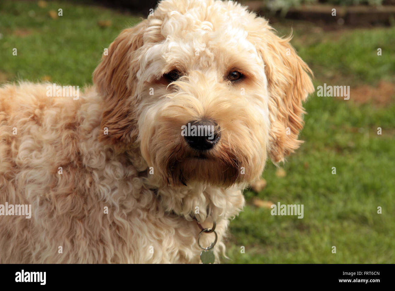 Fluffy healthy retriever standing hi-res stock photography and images ...