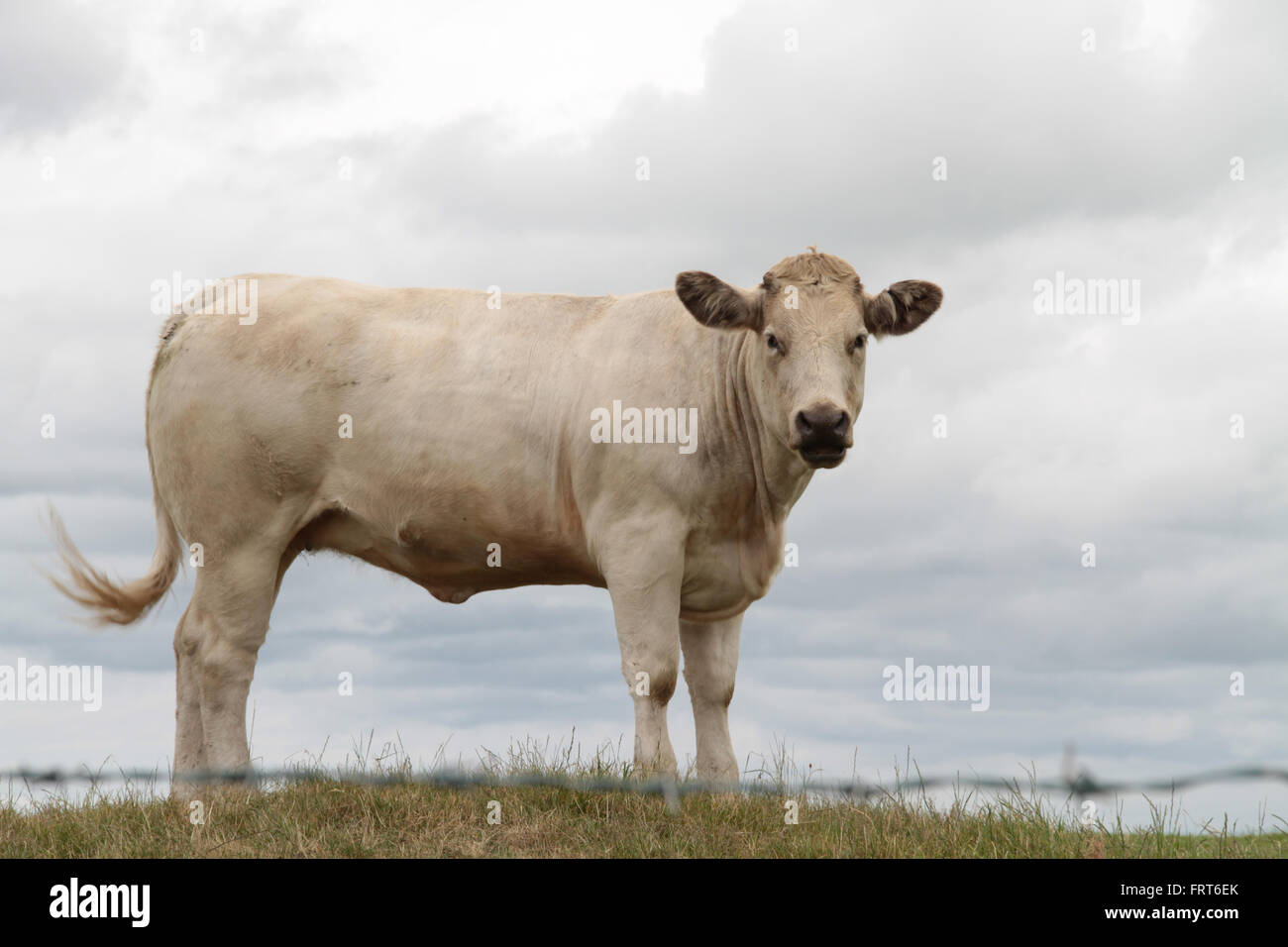 British white cow hi-res stock photography and images - Alamy