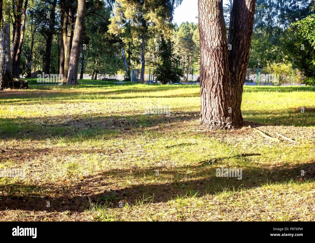 Sunlit forest clearing morning hi-res stock photography and images - Alamy