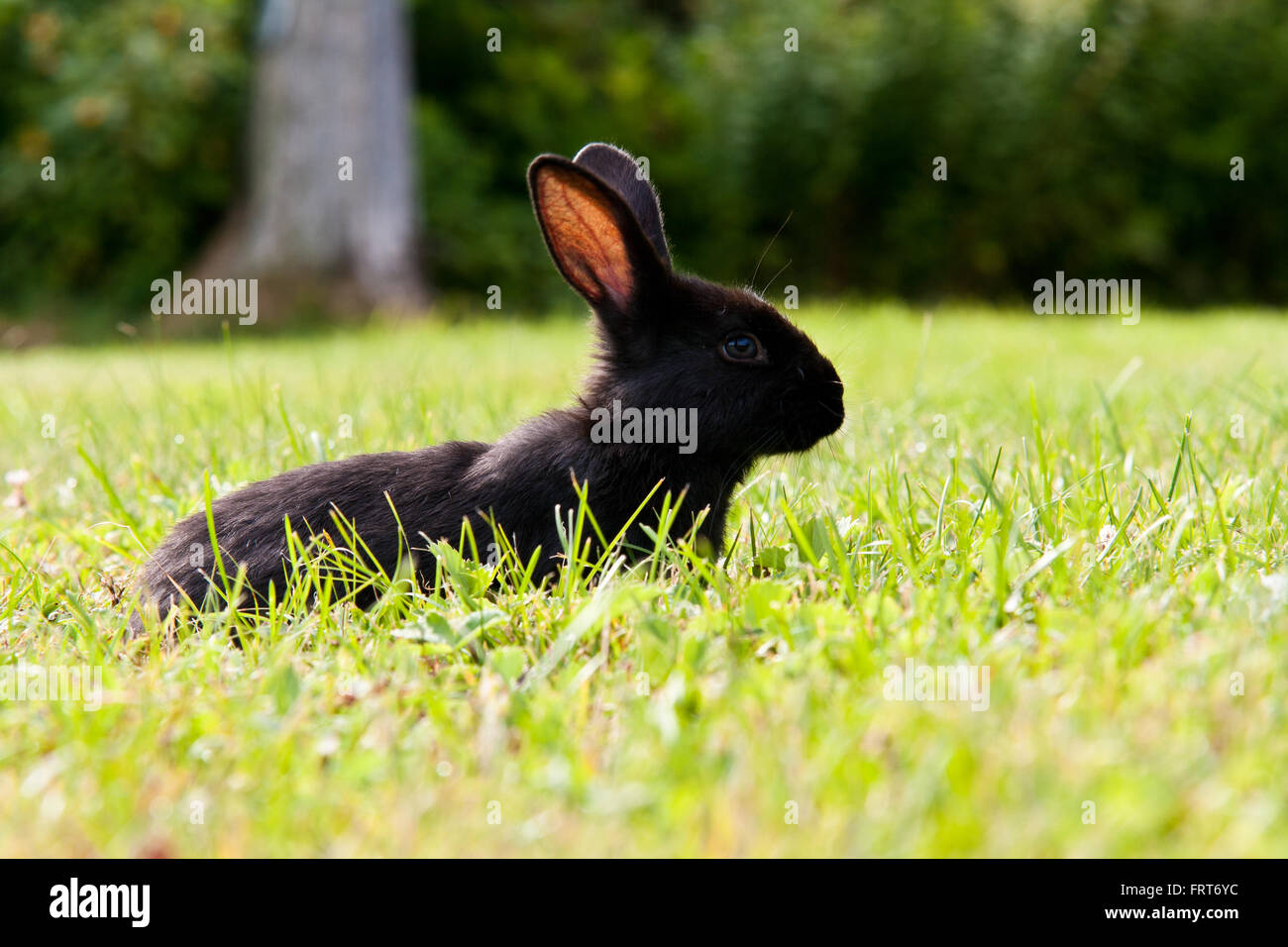 Black rabbit laying in a meadow Stock Photo - Alamy