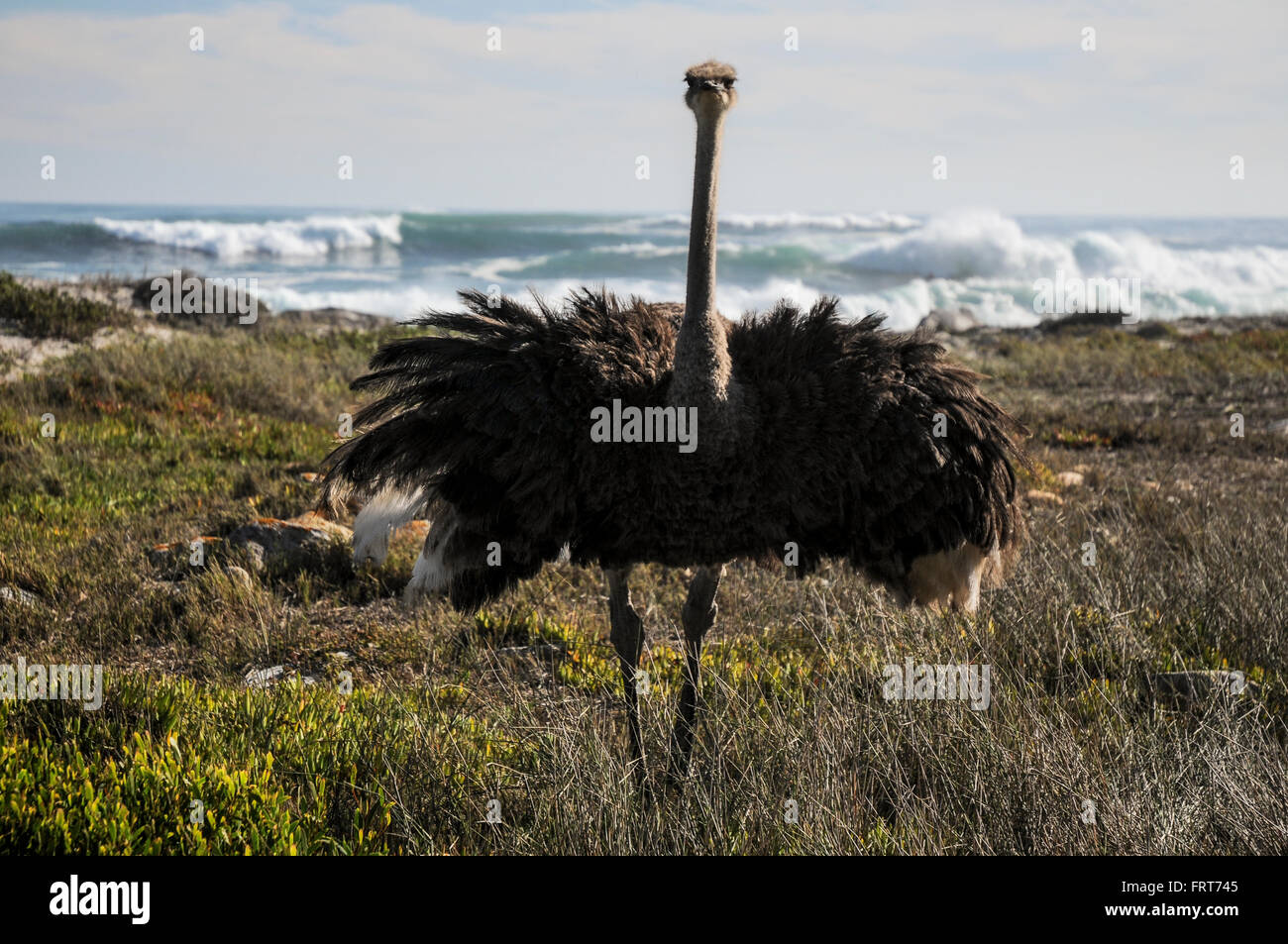 An Ostrich at the beach at the Southern most point of Cape town Stock ...