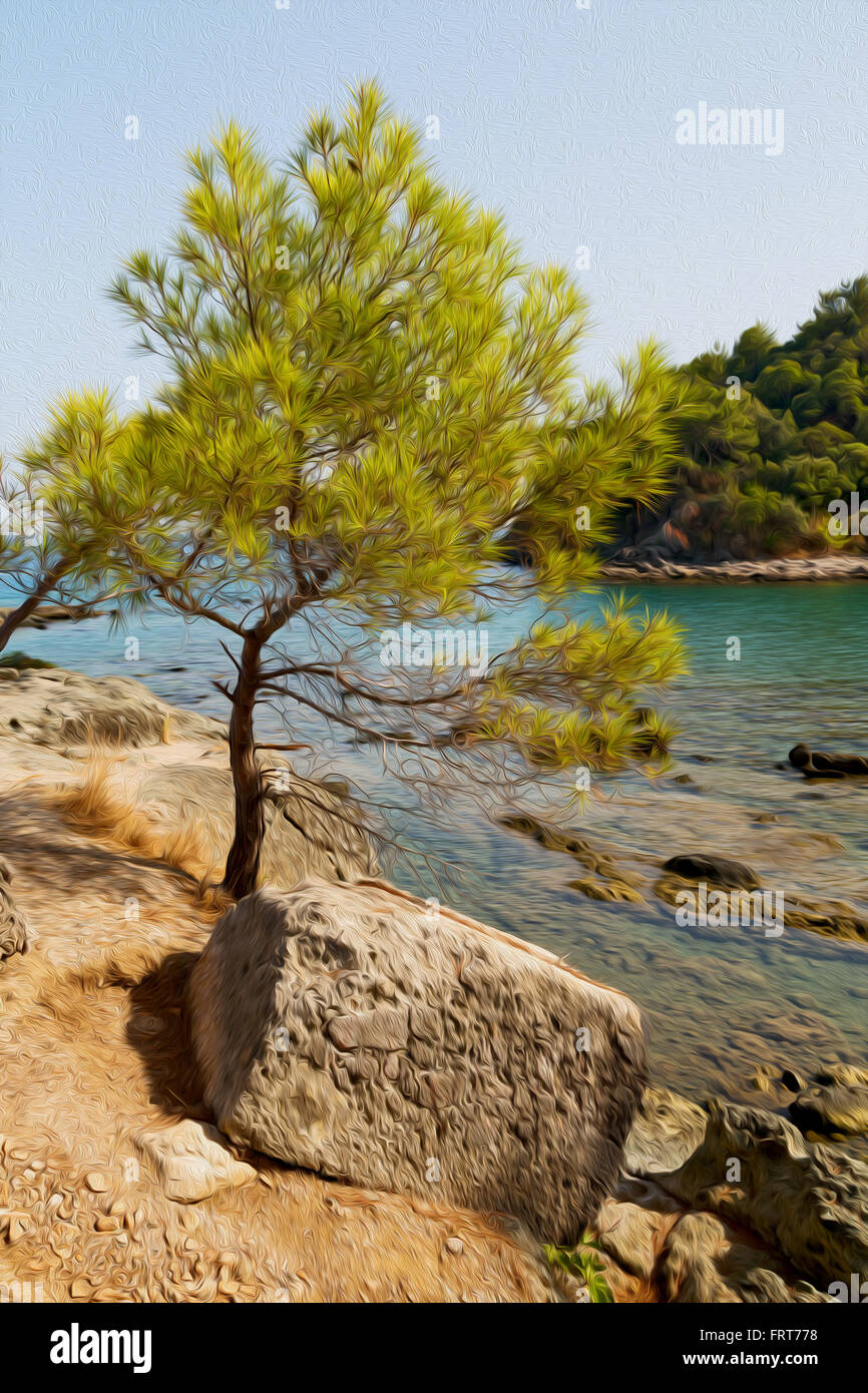 in the mediterranean see turkey europe pine plant and tree Stock Photo ...