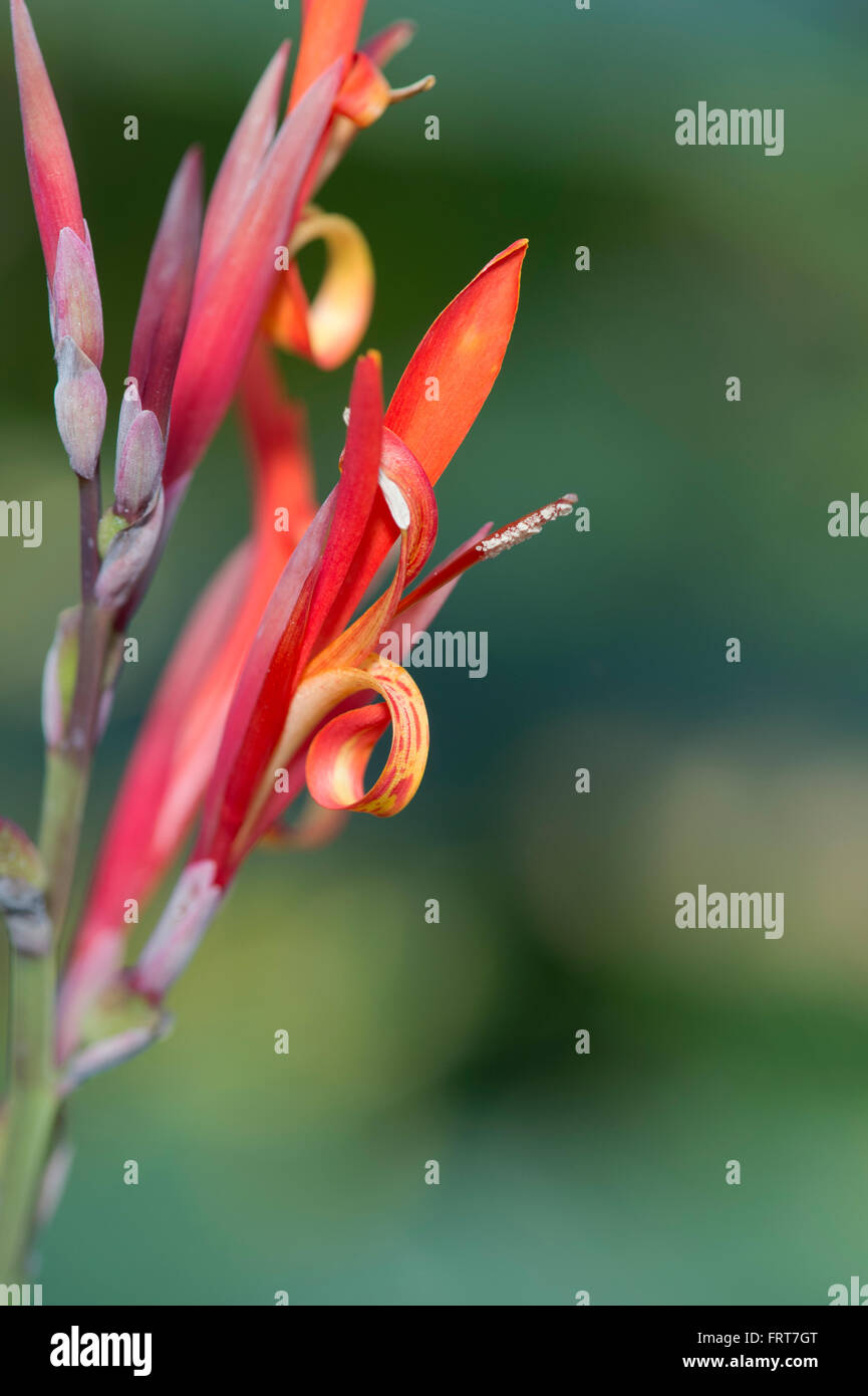 Canna indica hi-res stock photography and images - Alamy