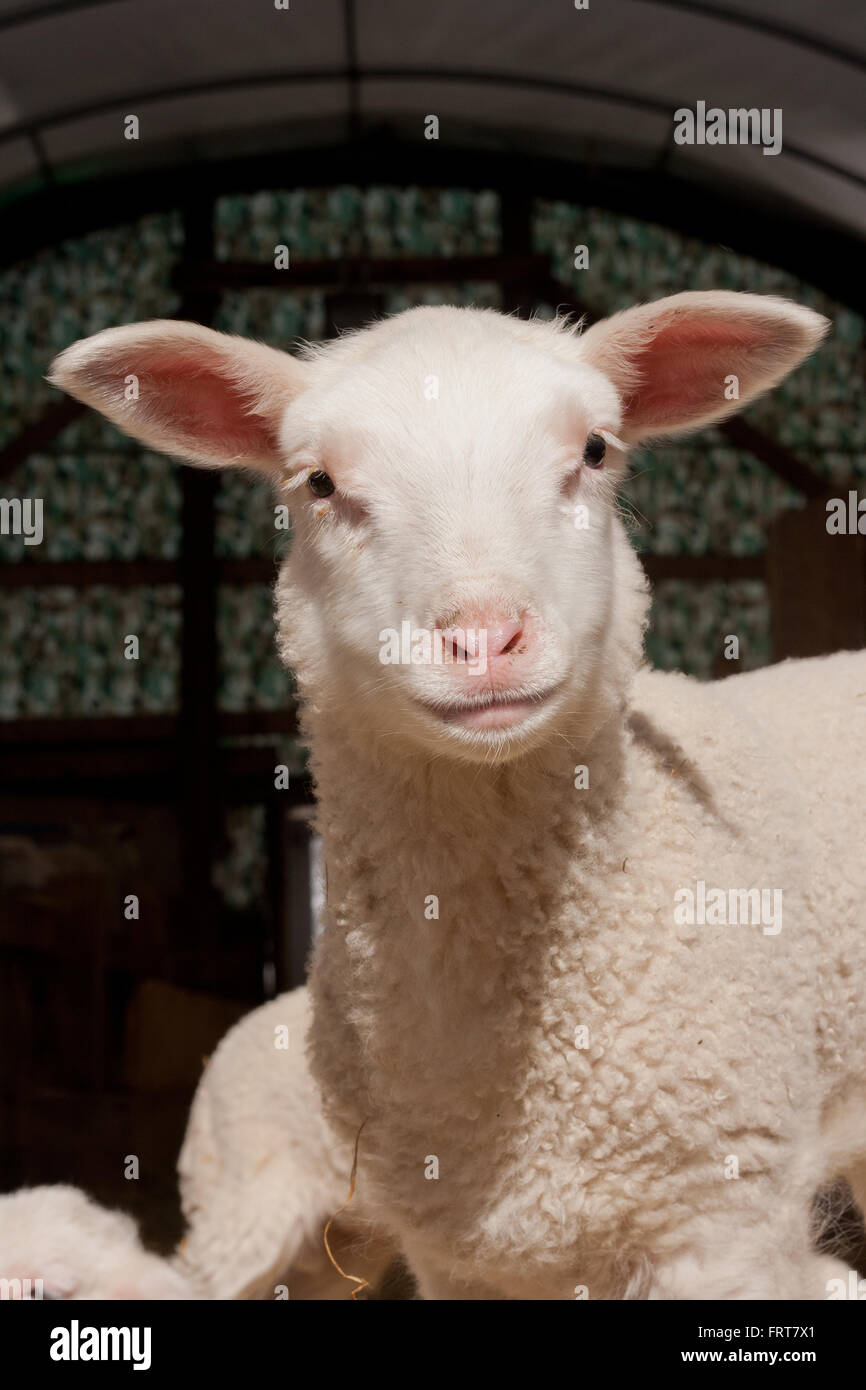 Lamb with a "smile" seeking the attention of the camera Stock Photo - Alamy