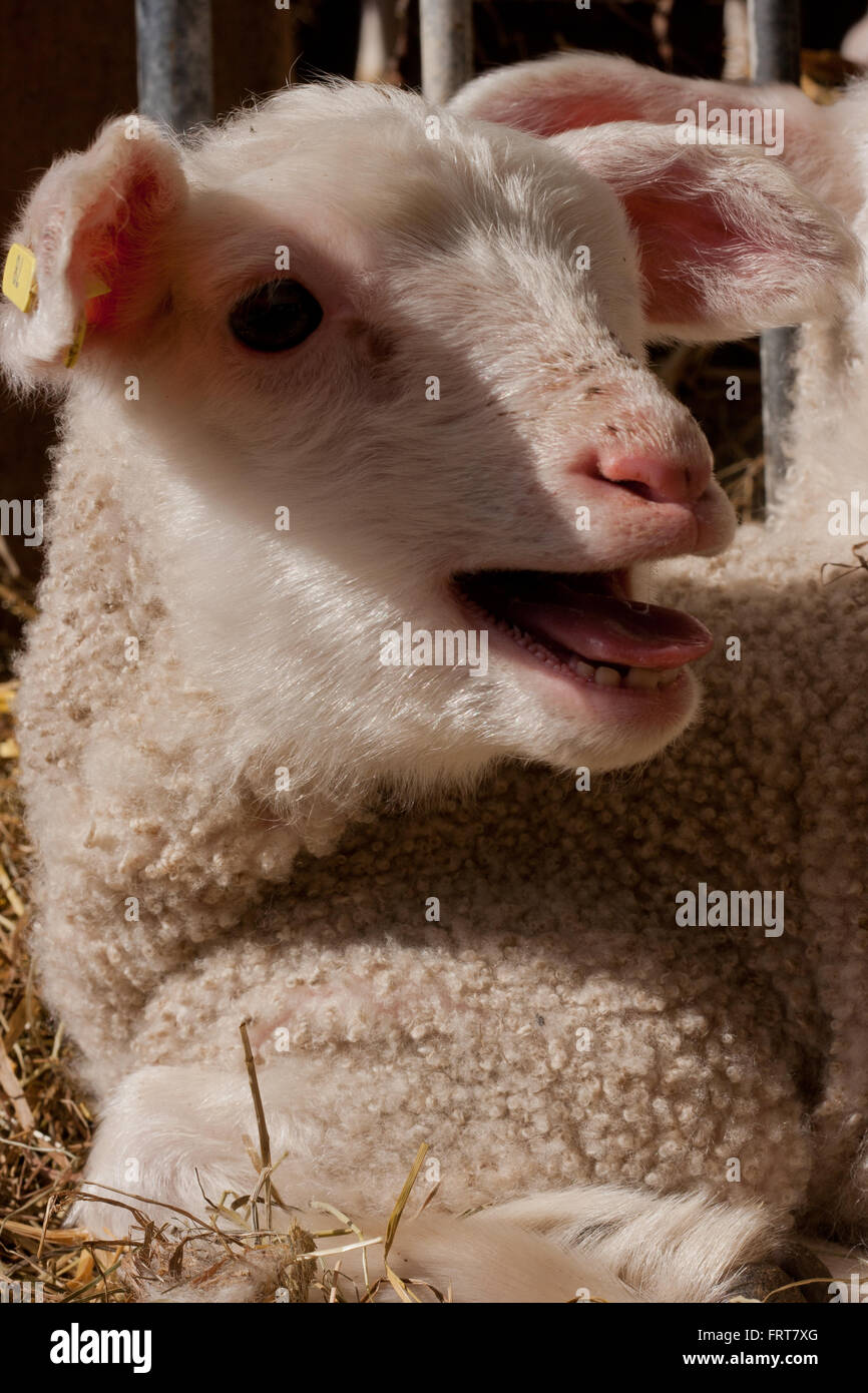 Mommy, mommy! Lamb calling for his mother Stock Photo - Alamy