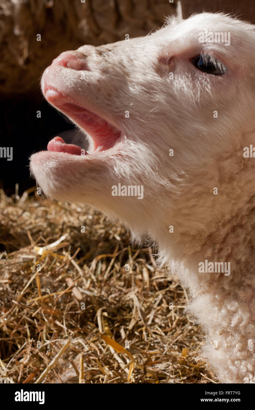 Crying lamb sheep hi-res stock photography and images - Alamy