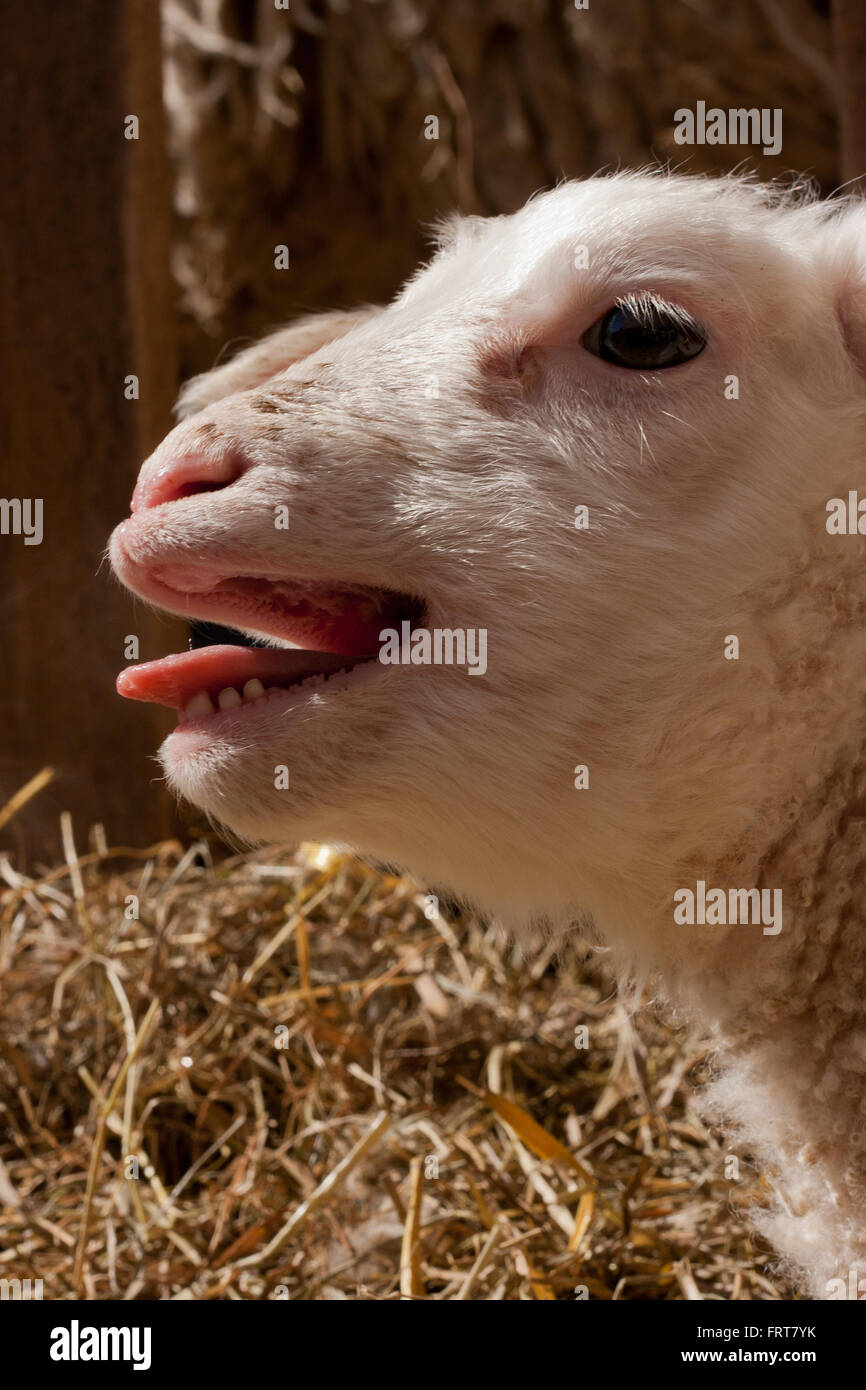 Young lamb bleating for his mother Stock Photo - Alamy