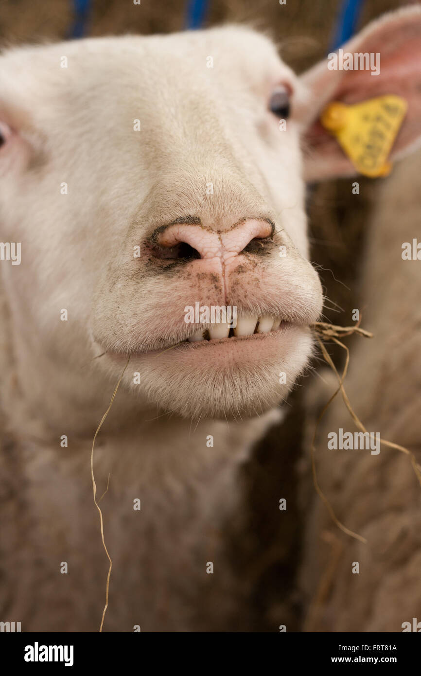 Lone sheep "smiling" and chewing some hay Stock Photo - Alamy