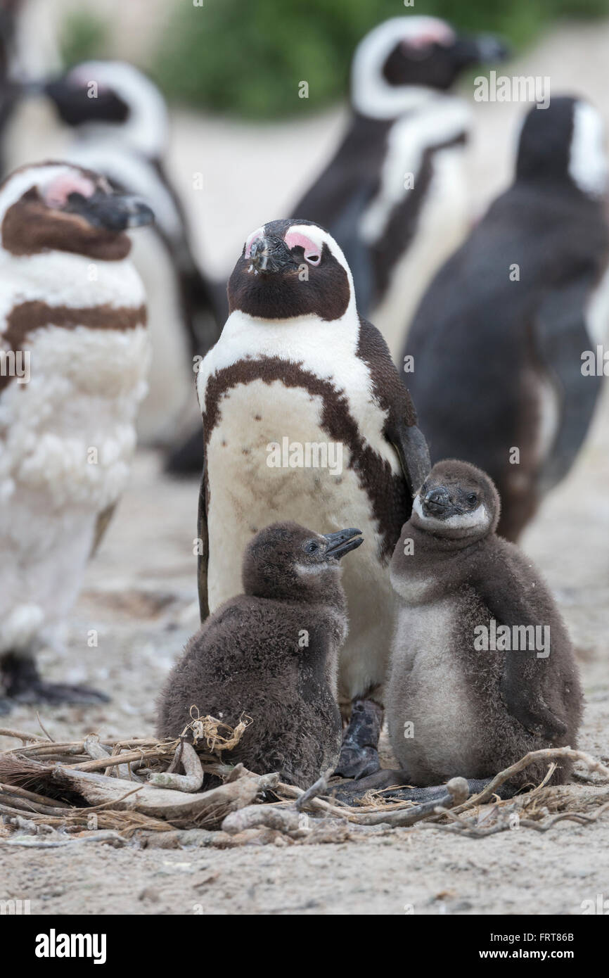 African penguin baby hi-res stock photography and images - Alamy