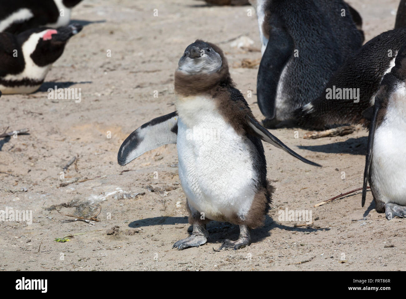 Baby African Penguin