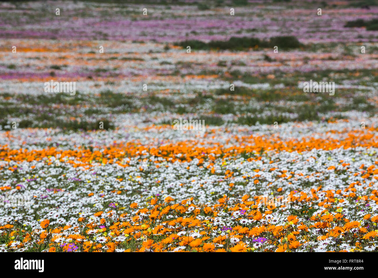Seasonal wild flowers spring hi-res stock photography and images - Alamy