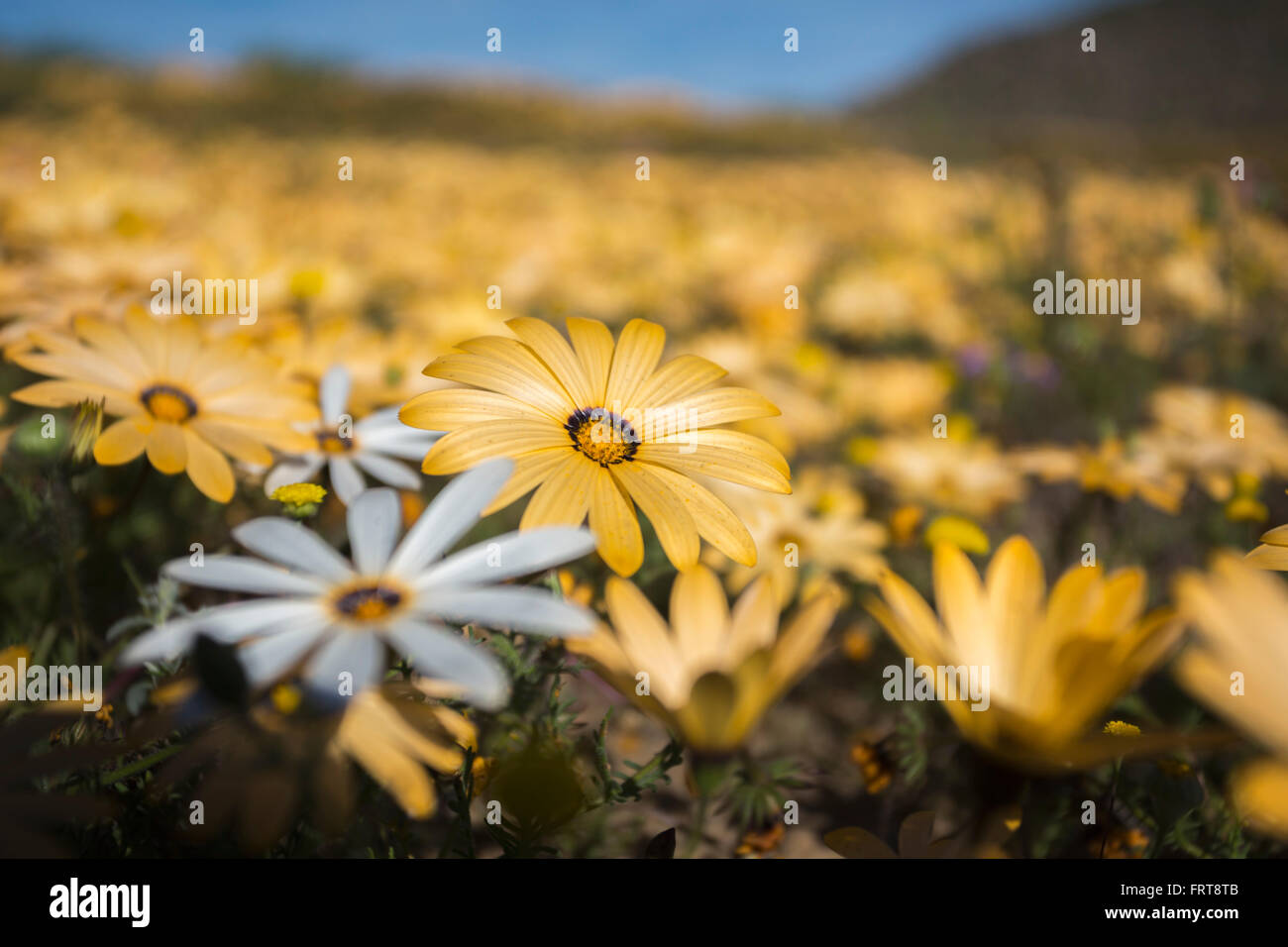African wild flower hi-res stock photography and images - Alamy