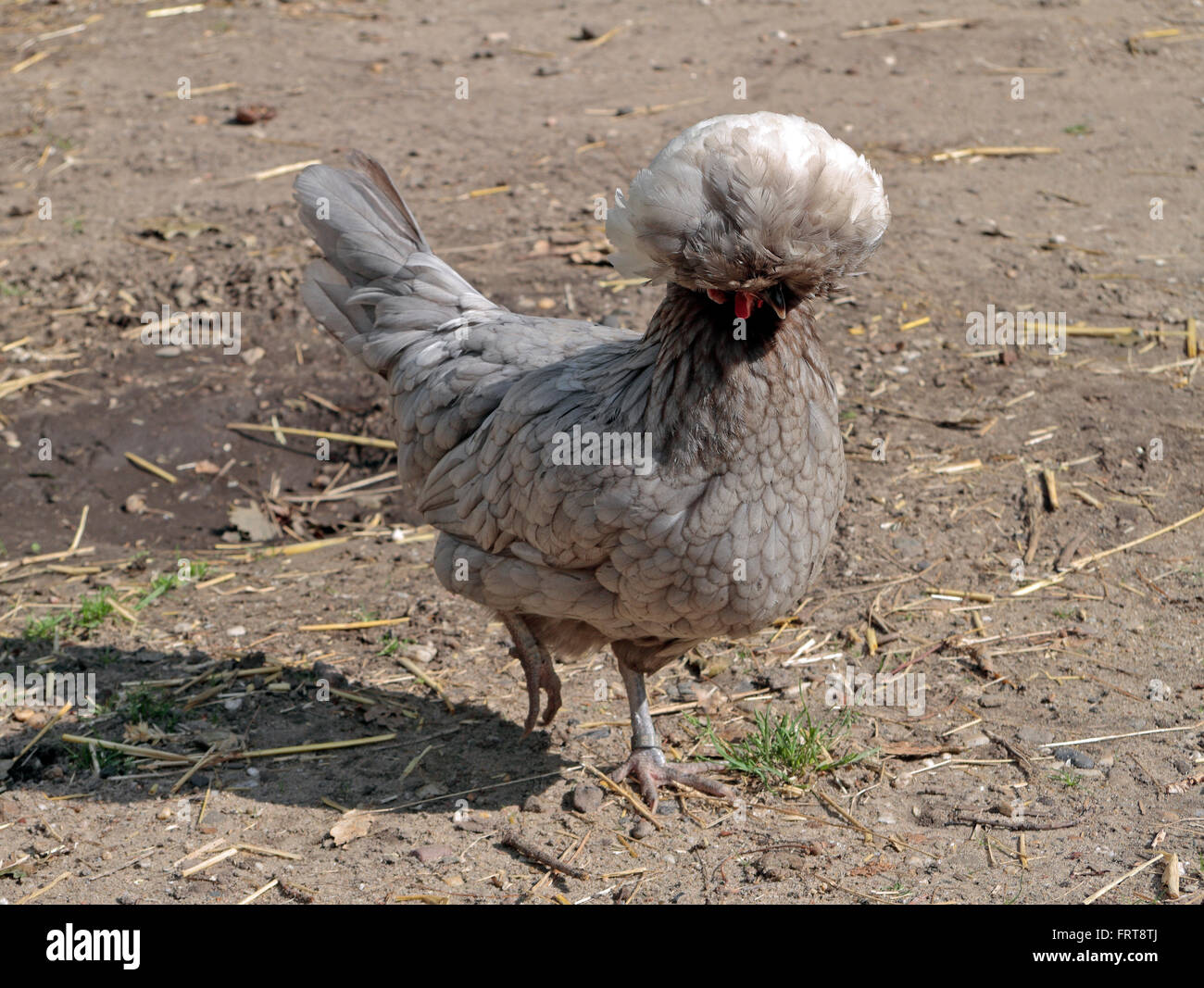 Polish chicken hi-res stock photography and images - Alamy