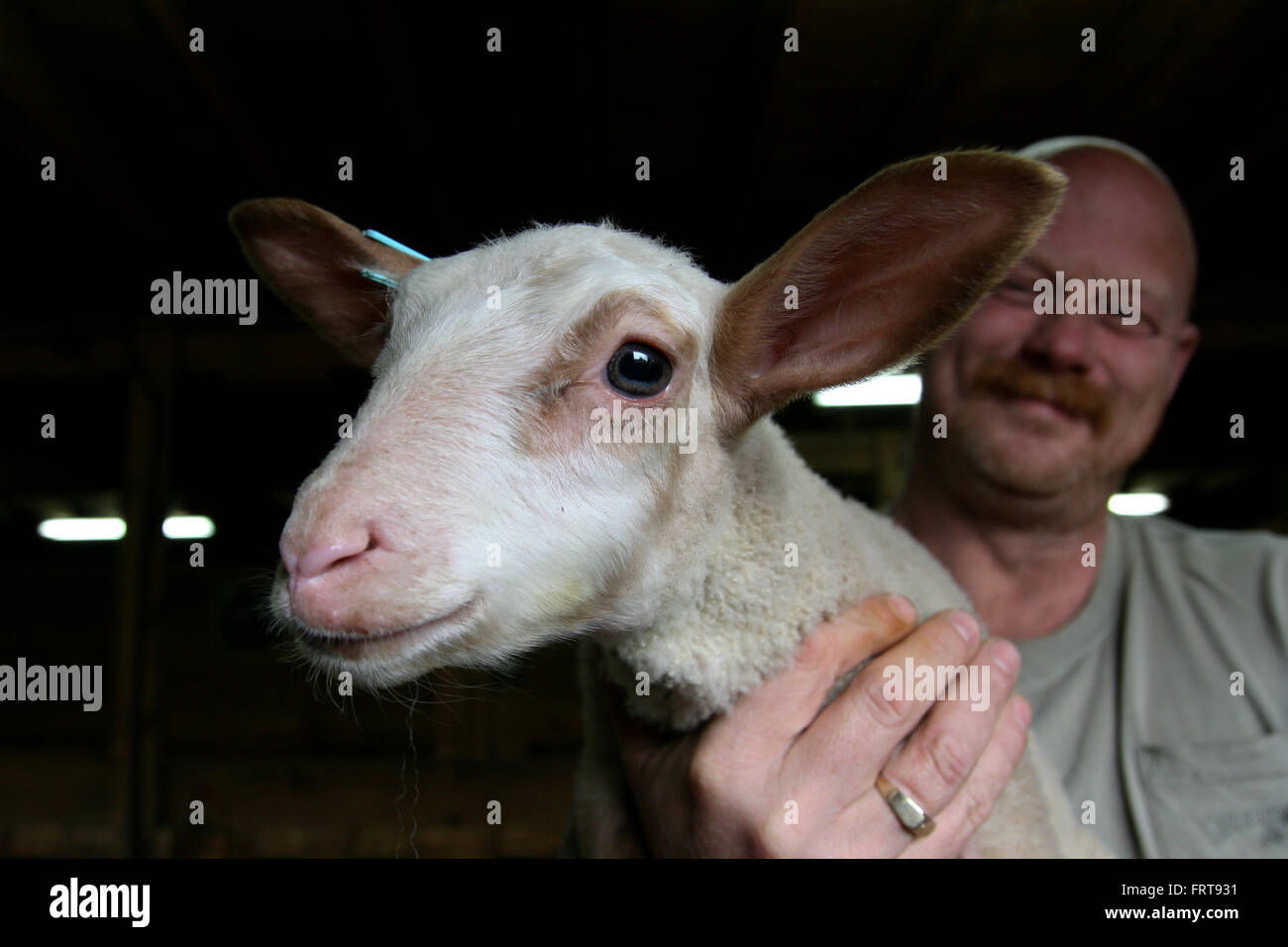 Pretty young lamb being held by a farm hand Stock Photo - Alamy