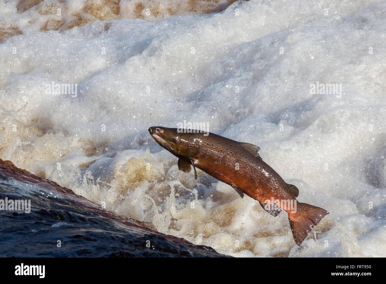 Leap Weir High Resolution Stock Photography and Images - Alamy