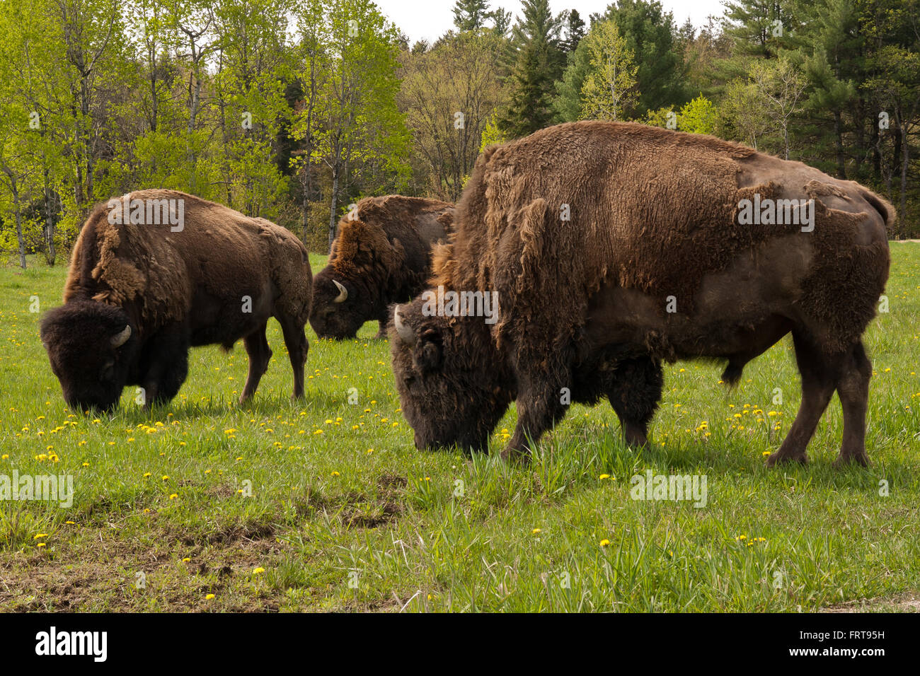 Animal group hi-res stock photography and images - Alamy