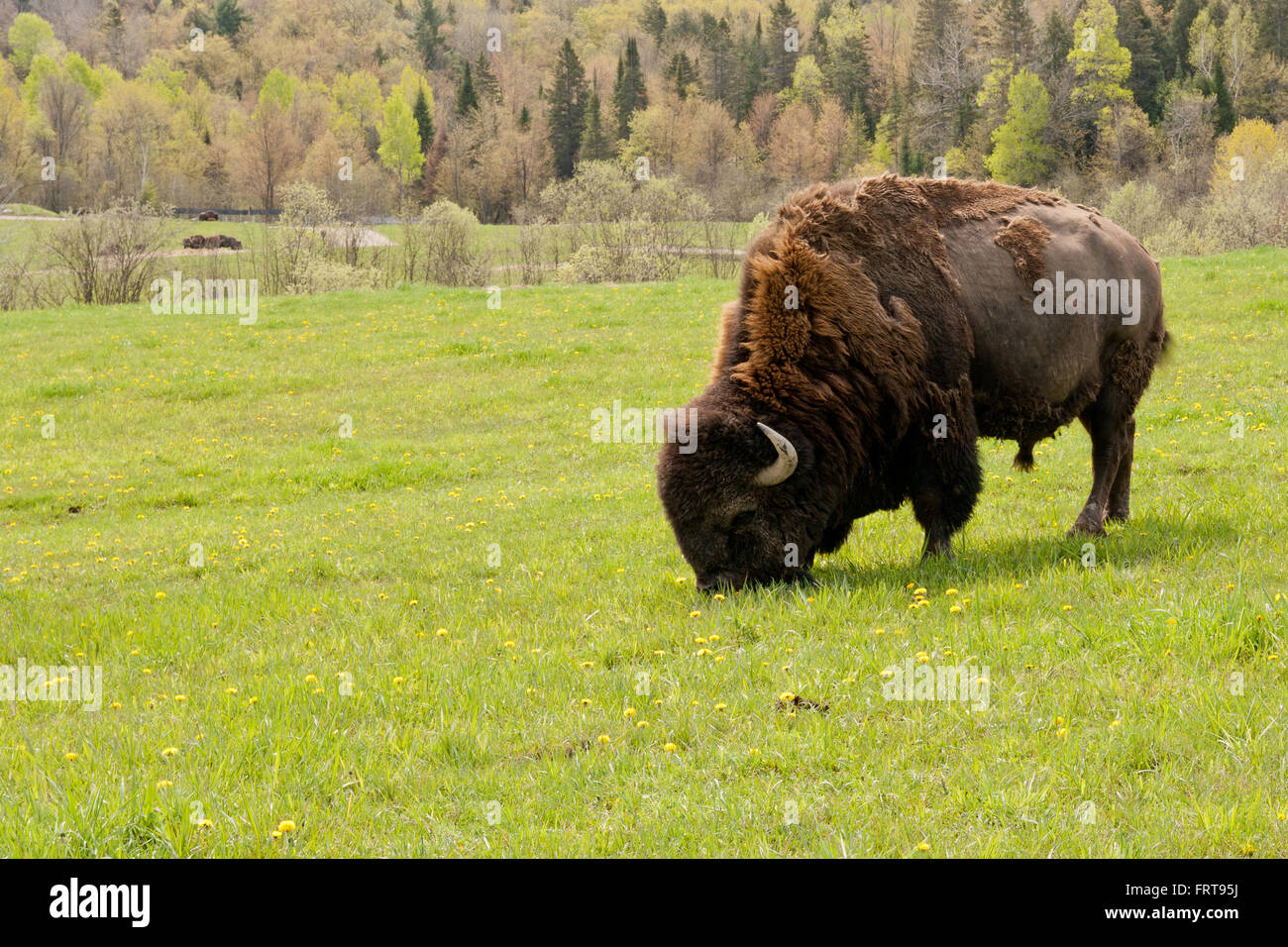 Bison on grass hi-res stock photography and images - Alamy