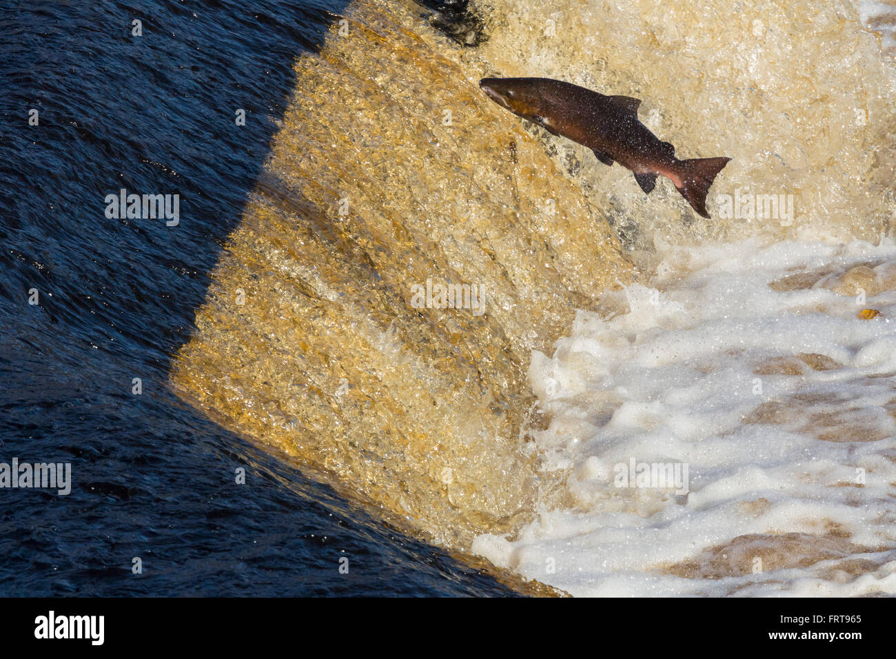 River Migration High Resolution Stock Photography and Images - Alamy