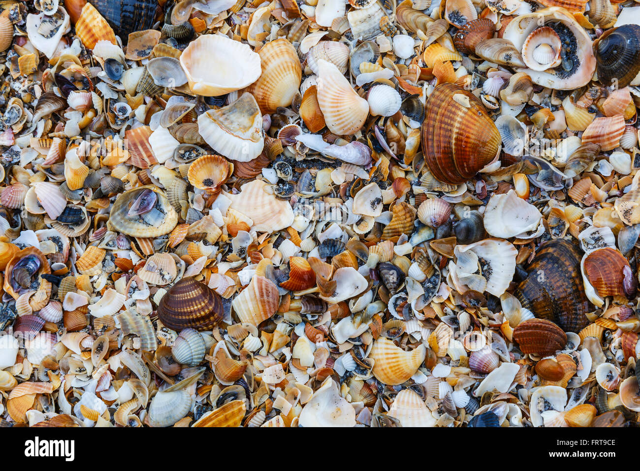 Shells on the beach Stock Photo - Alamy