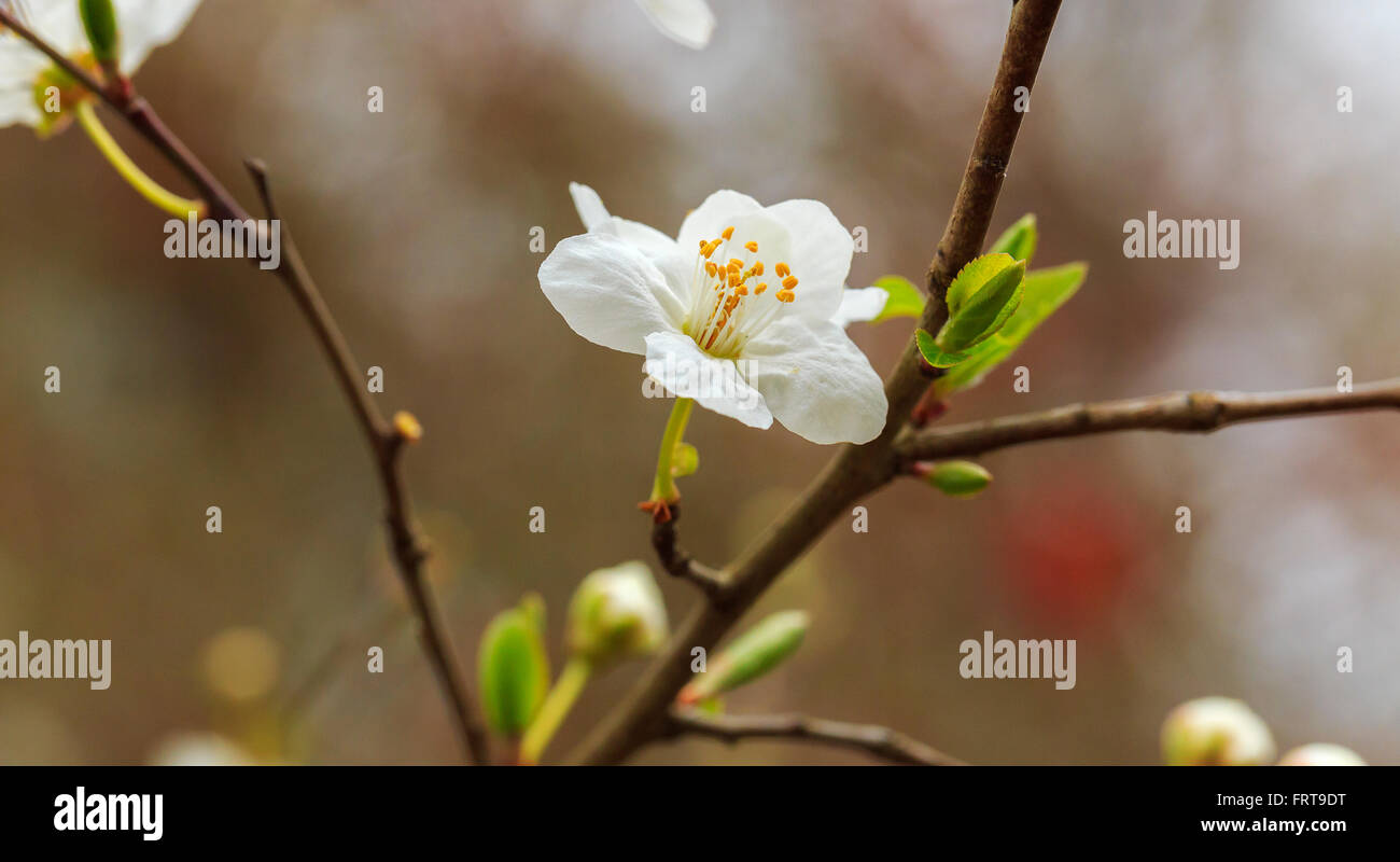 Blooming tree buds in the forest Stock Photo - Alamy