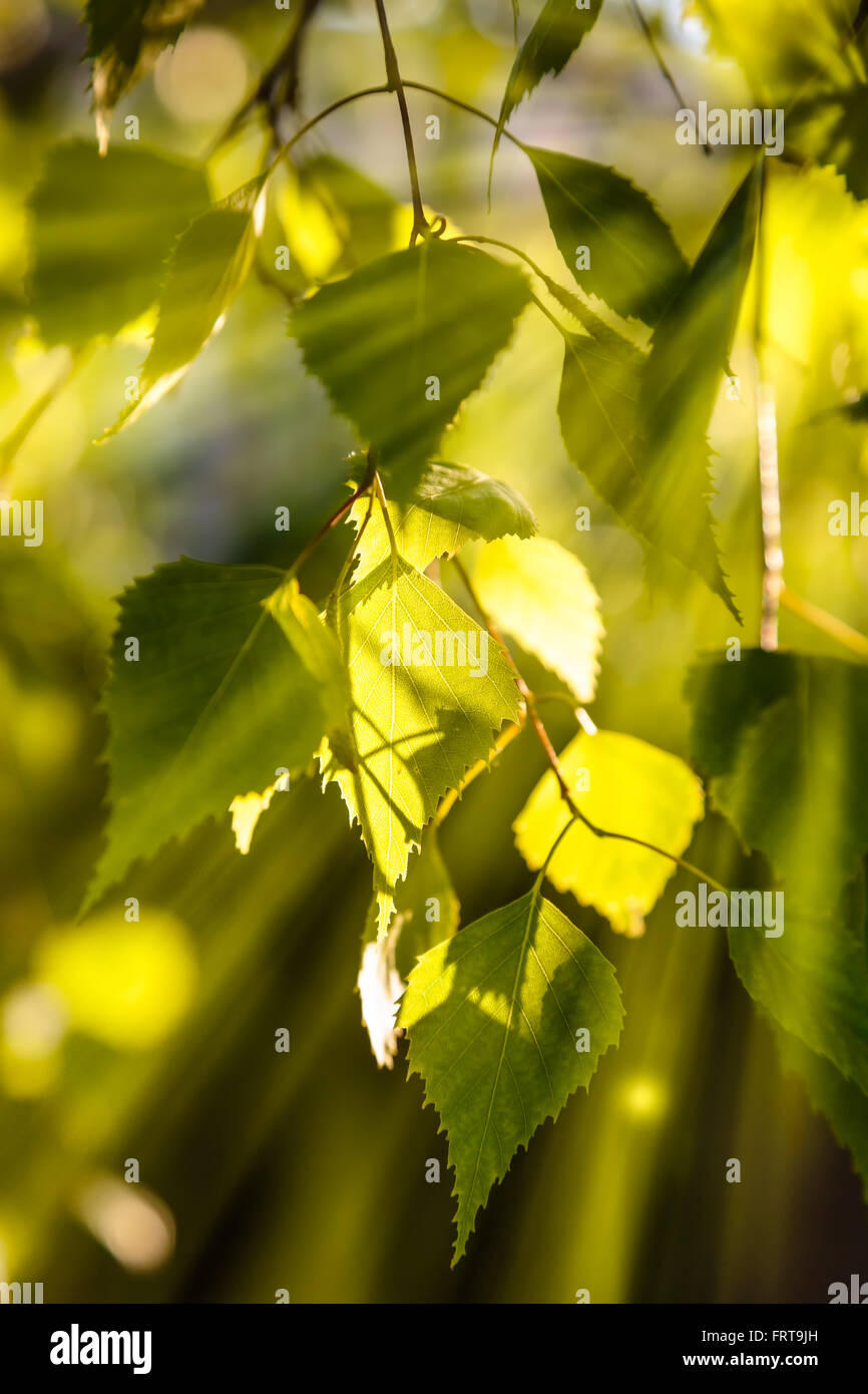 Light shining through leaves hi-res stock photography and images - Alamy