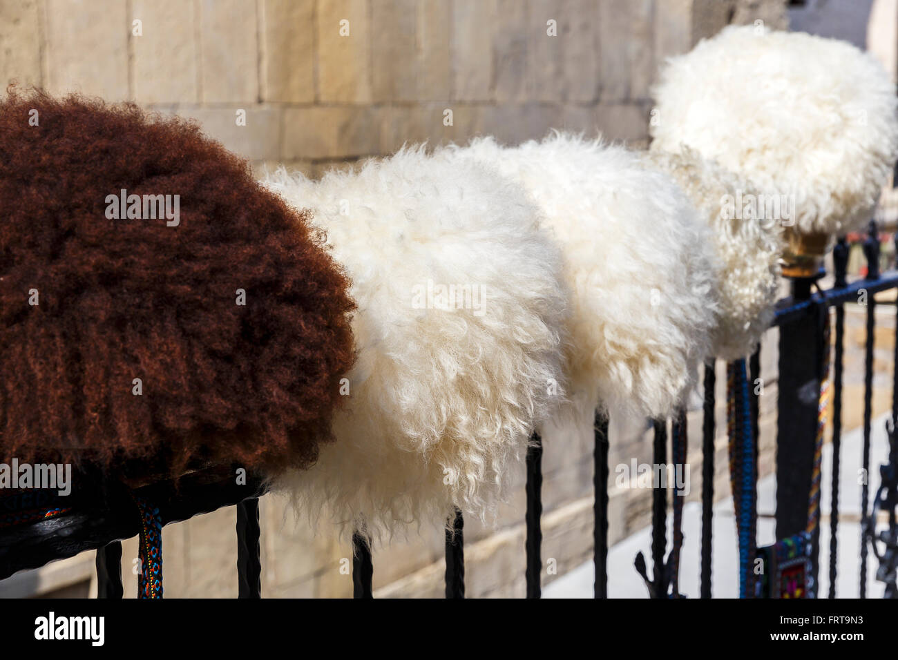 Sheep with hat hi-res stock photography and images - Alamy