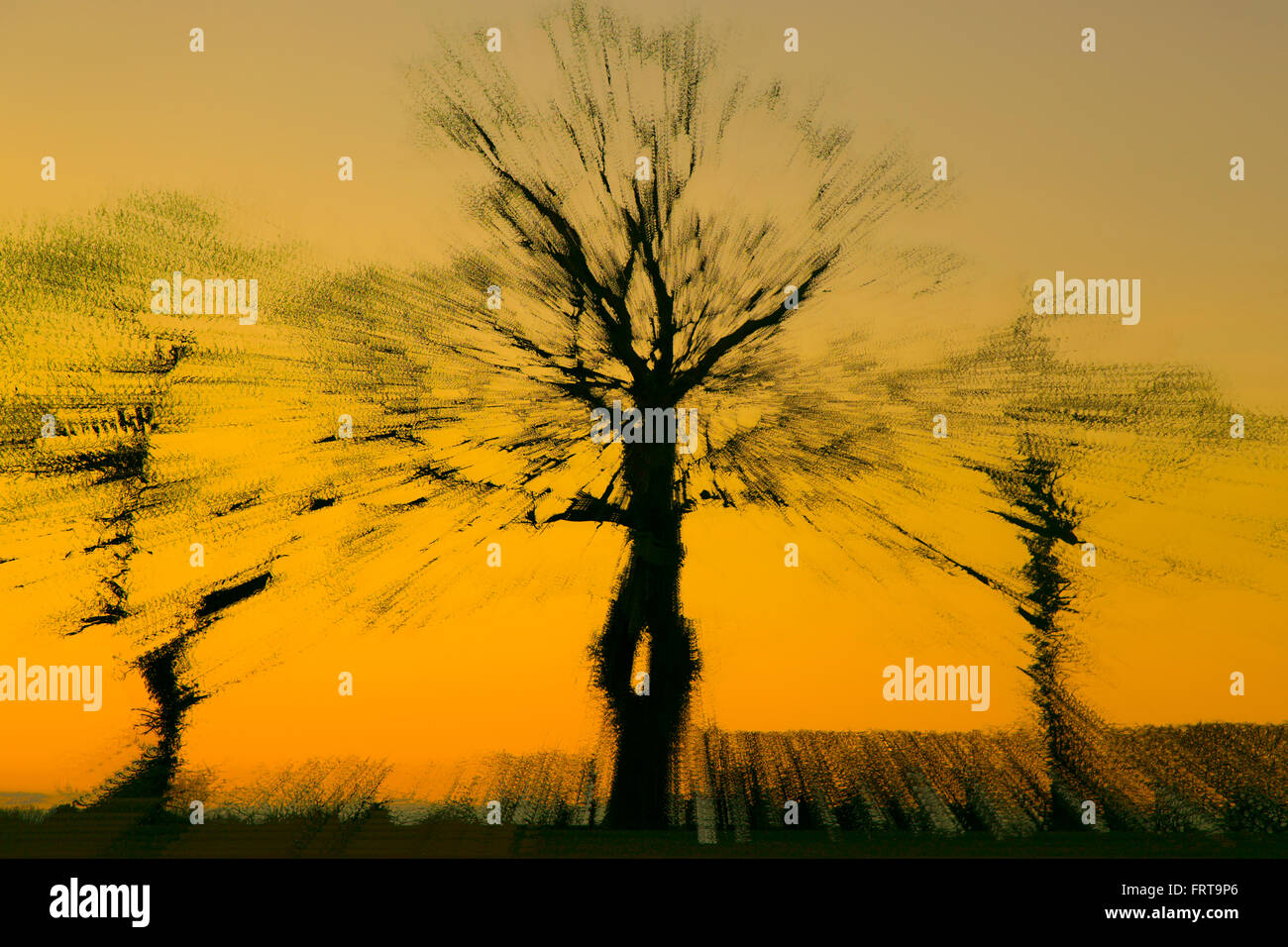 Oak tree at sunset using multi exposures techniques for an abstract ...