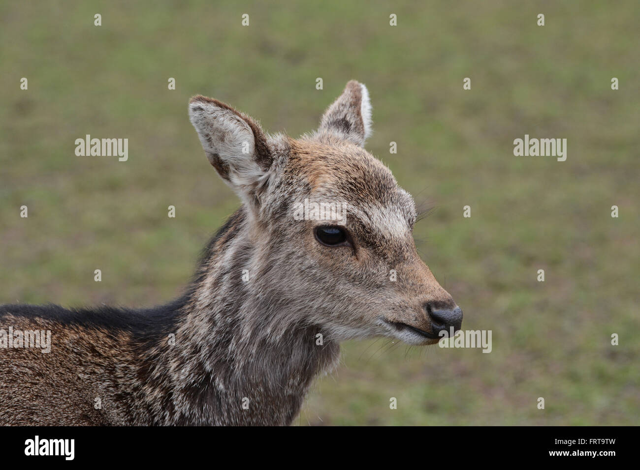 Beale park hi-res stock photography and images - Alamy