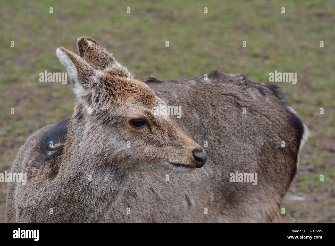 Deer at Beale Park Stock Photo - Alamy