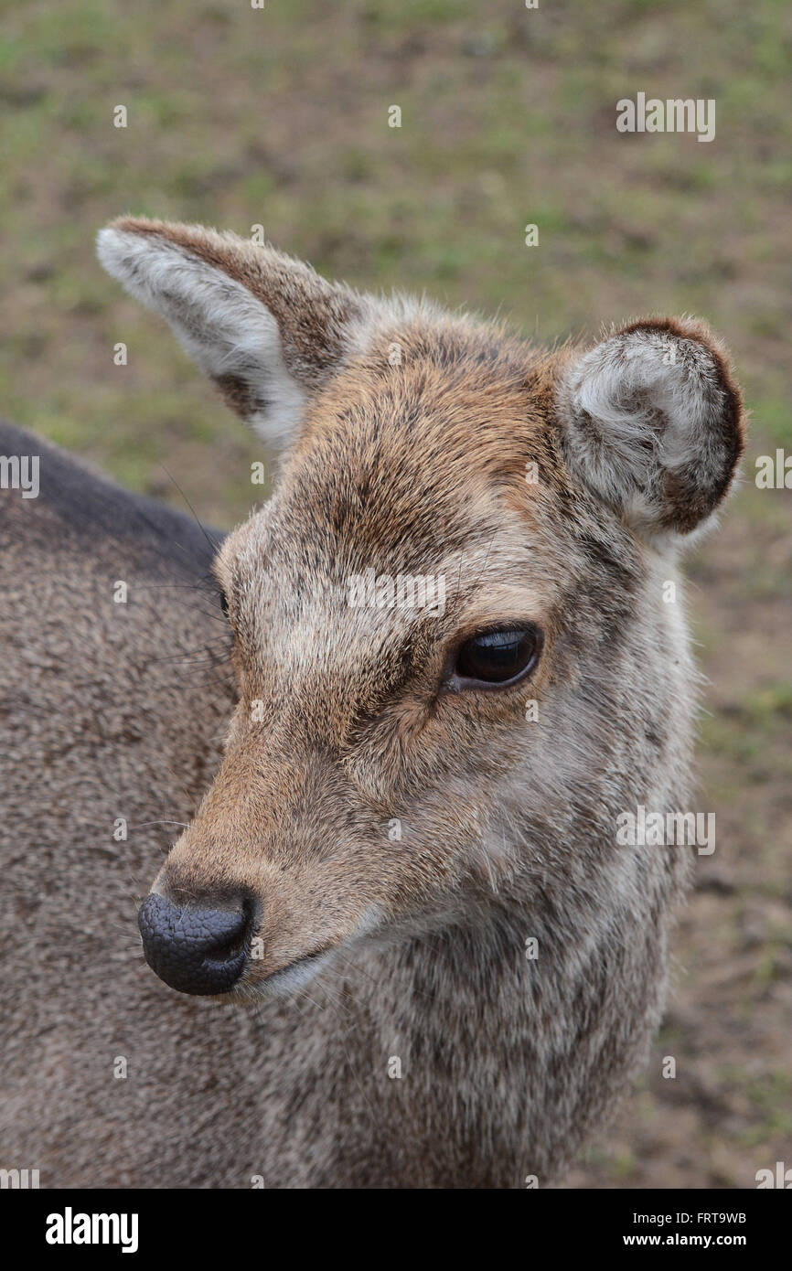 Beale park hi-res stock photography and images - Alamy