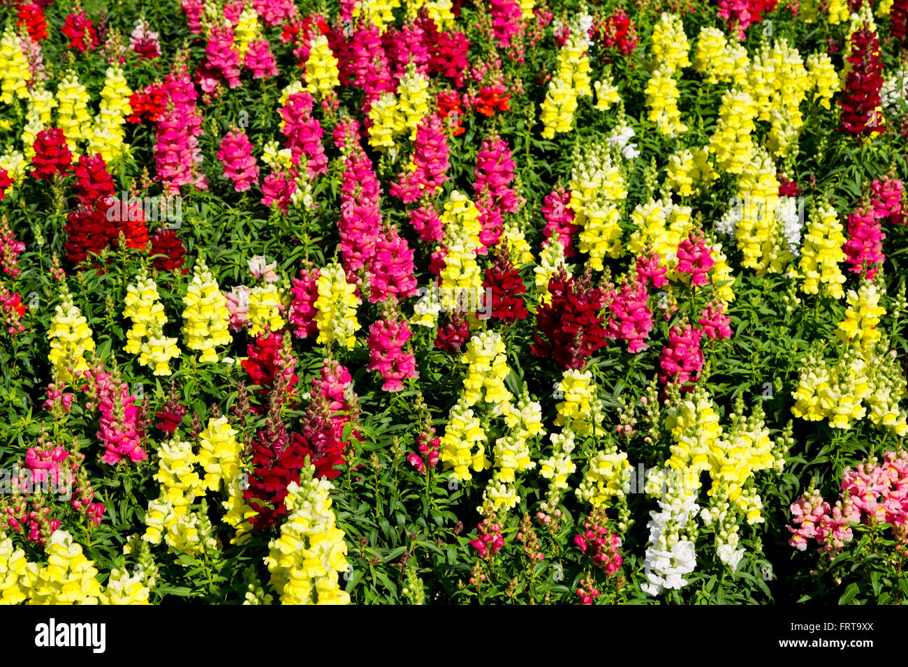 in the spring colors oman flowers and garden Stock Photo - Alamy