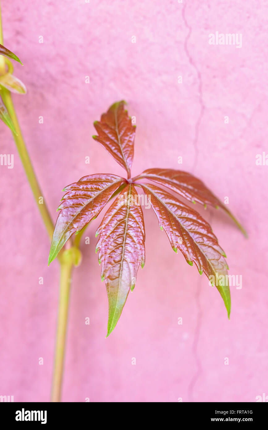 red leaf in front of a wall Stock Photo - Alamy