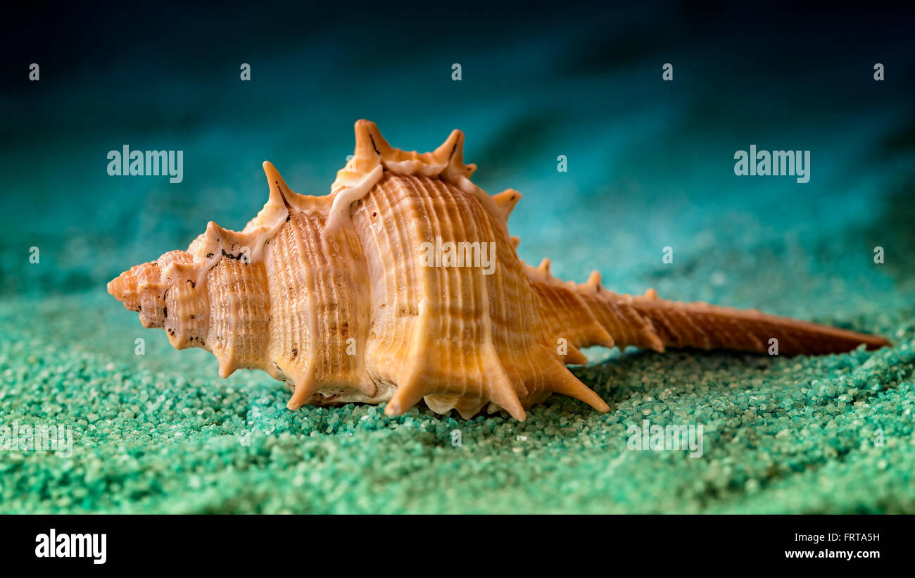 Macro evolution hi-res stock photography and images - Alamy