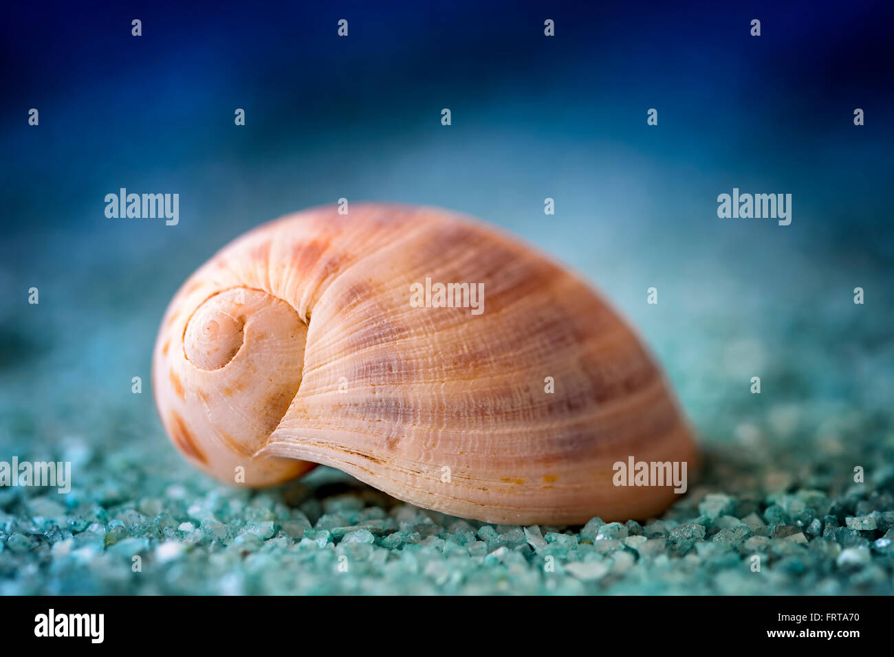 Macro evolution hi-res stock photography and images - Alamy