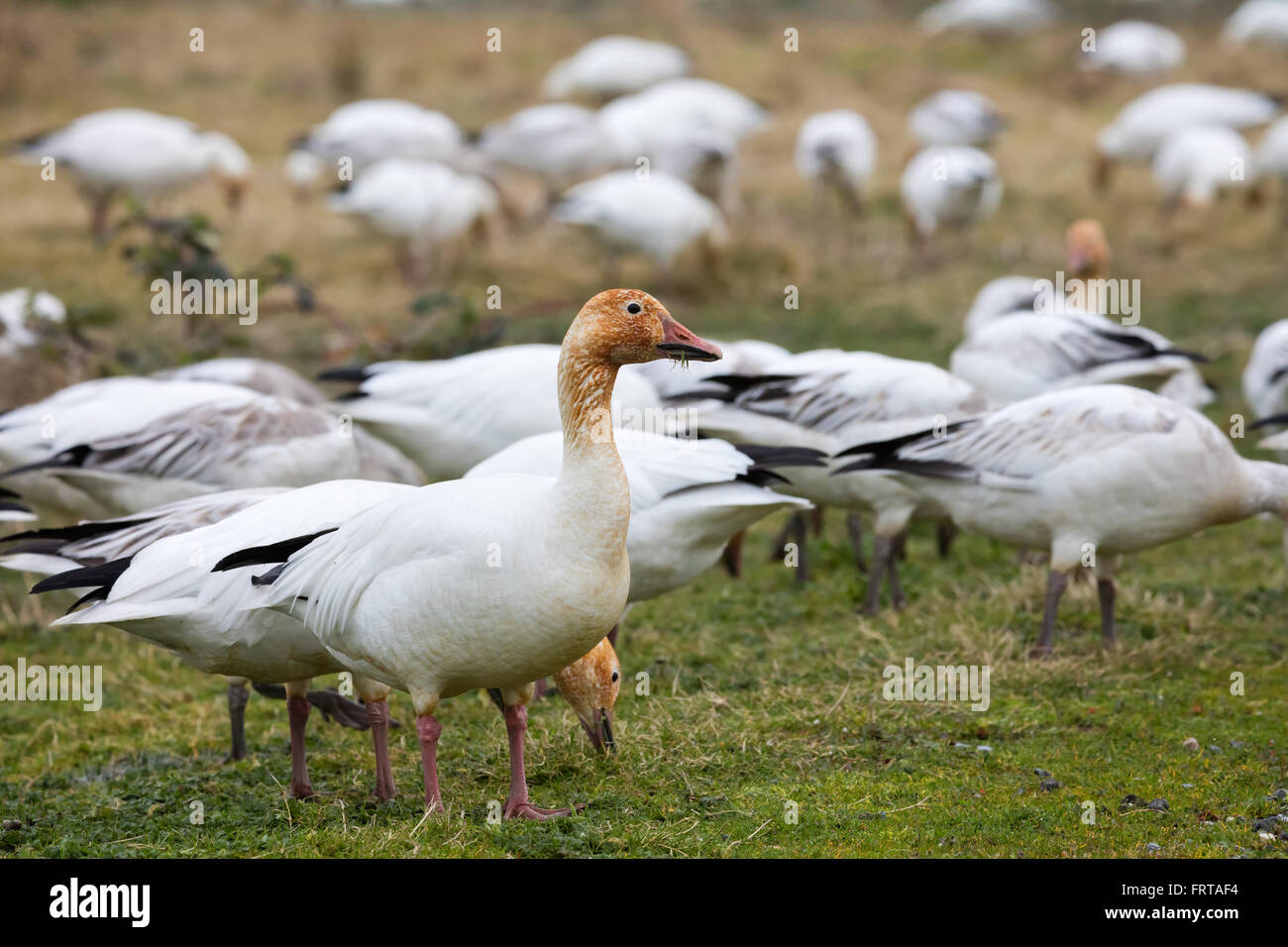 Canada geese close up hi-res stock photography and images - Alamy