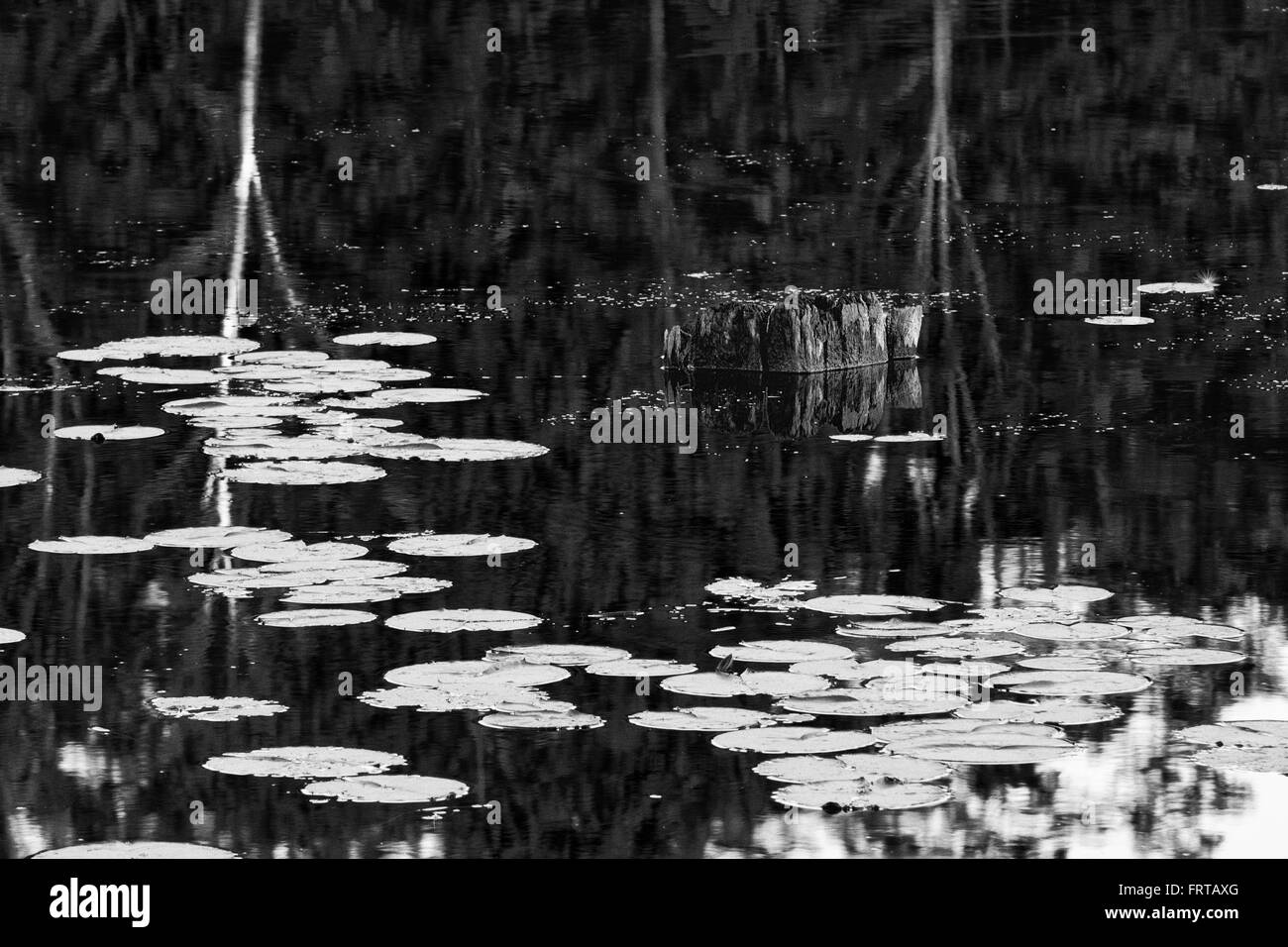 Tree stump in water Black and White Stock Photos & Images - Alamy