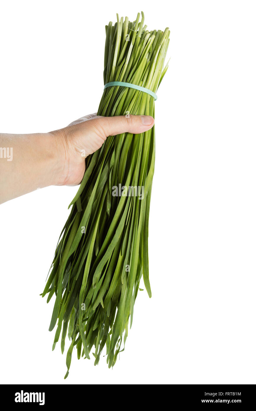 Chinese chives, popular green vegetable in asia Stock Photo - Alamy