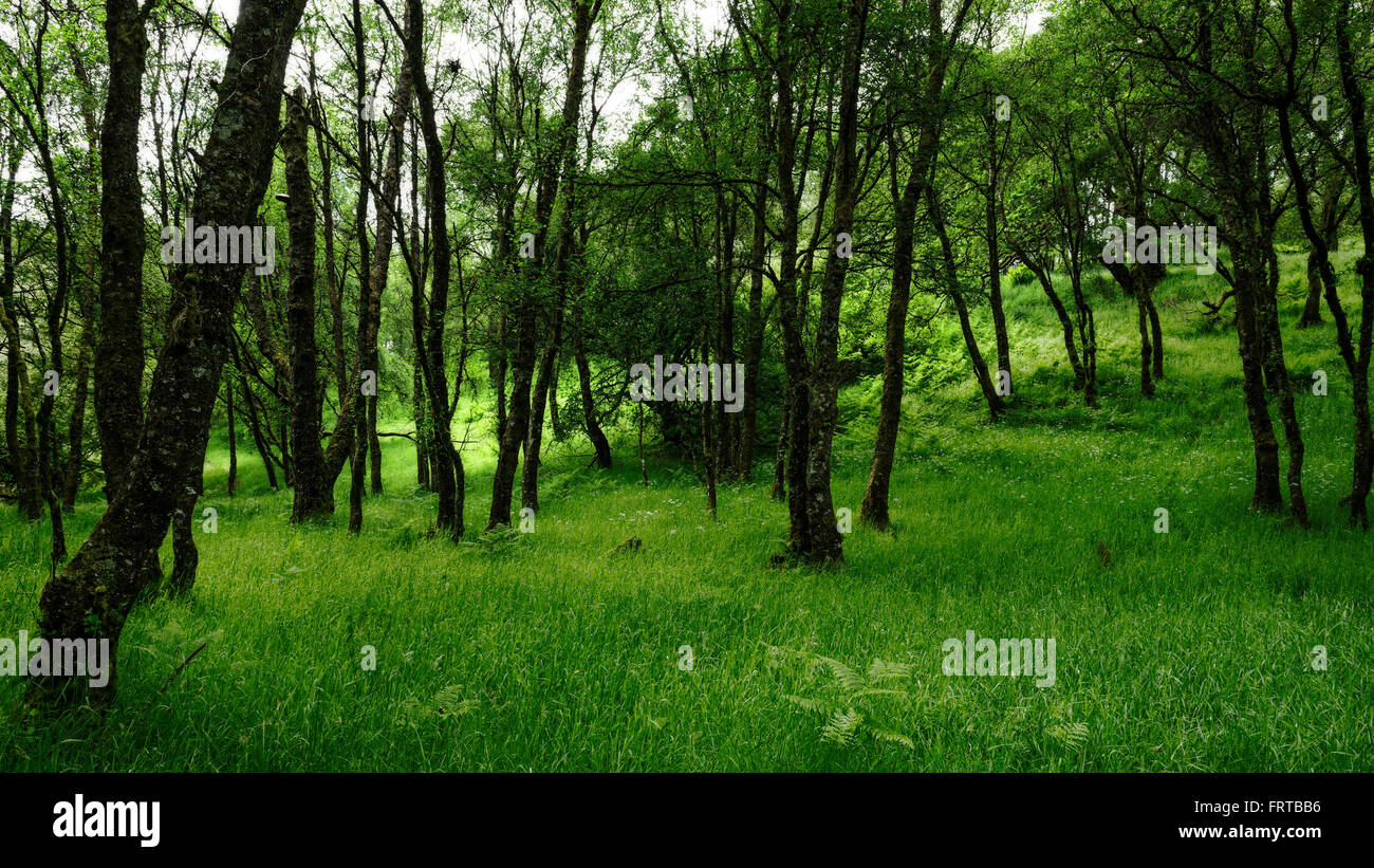 Scottish wood hi-res stock photography and images - Alamy