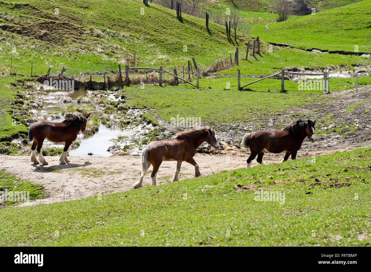 Three horses wandering in the lush, green pasture Stock Photo - Alamy